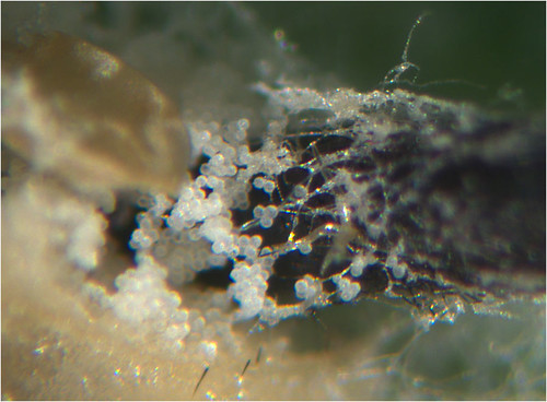 Entomophthorales - Alchetron, The Free Social Encyclopedia