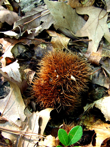 New life from an old chestnut – Via Negativa