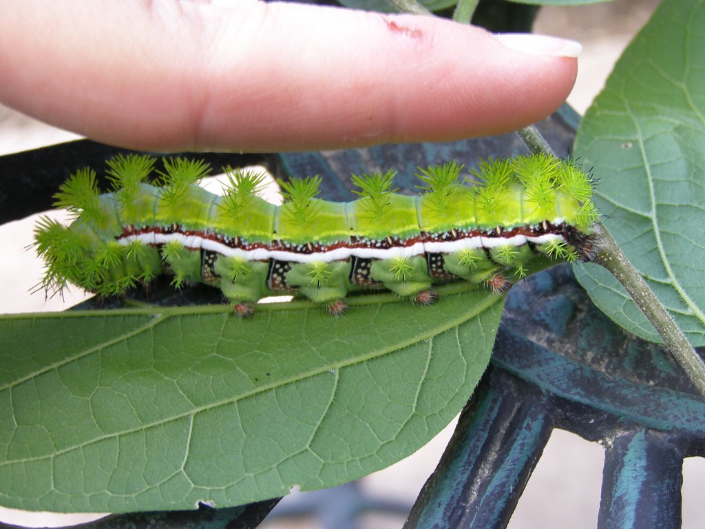 fuzzy green caterpillar | Okay all you bug people, what is t… | Flickr