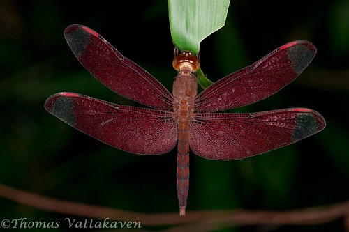 Nature Magnified: Fulvous Forest Skimmer Dragonfly