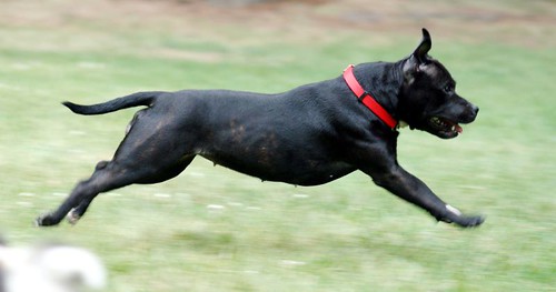 Why Do Some Dogs Gallop