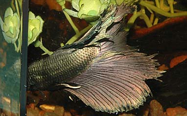 OHM betta with fin rot: which antibiotic should I use next ...